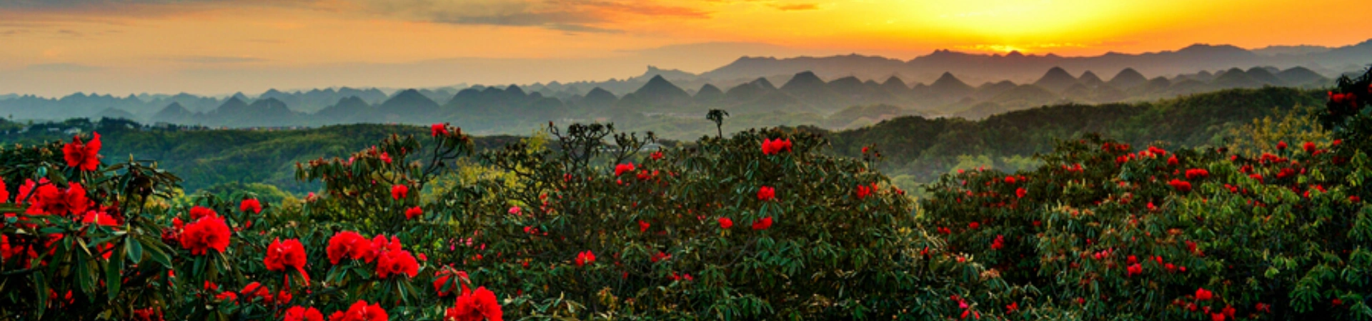 Baili Azalea Belt Guizhou: Ultimate Guide to Bloom Seasons, Tickets ...